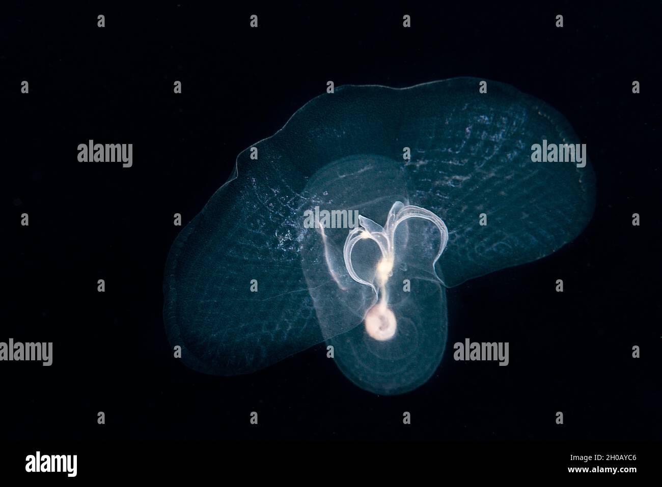 Spectacular corolla corolla spectabilis High Resolution Stock ...