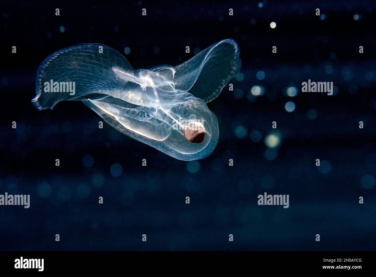 Spectacular corolla corolla spectabilis High Resolution Stock ...