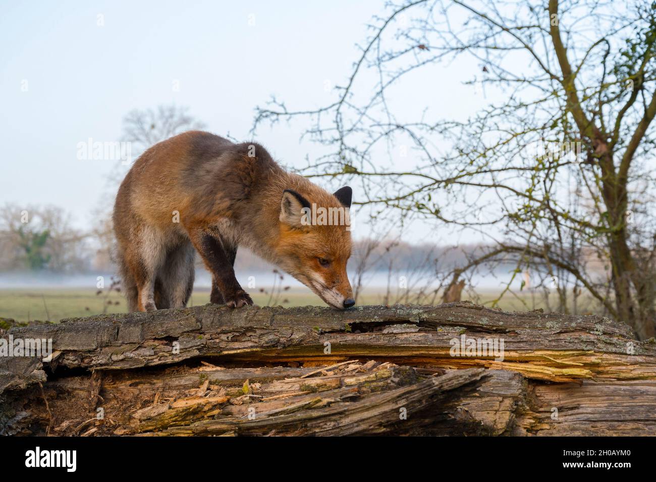 Red fox (Vulpes vulpes) on old tree trunk, Springtime, Germany, Europe ...