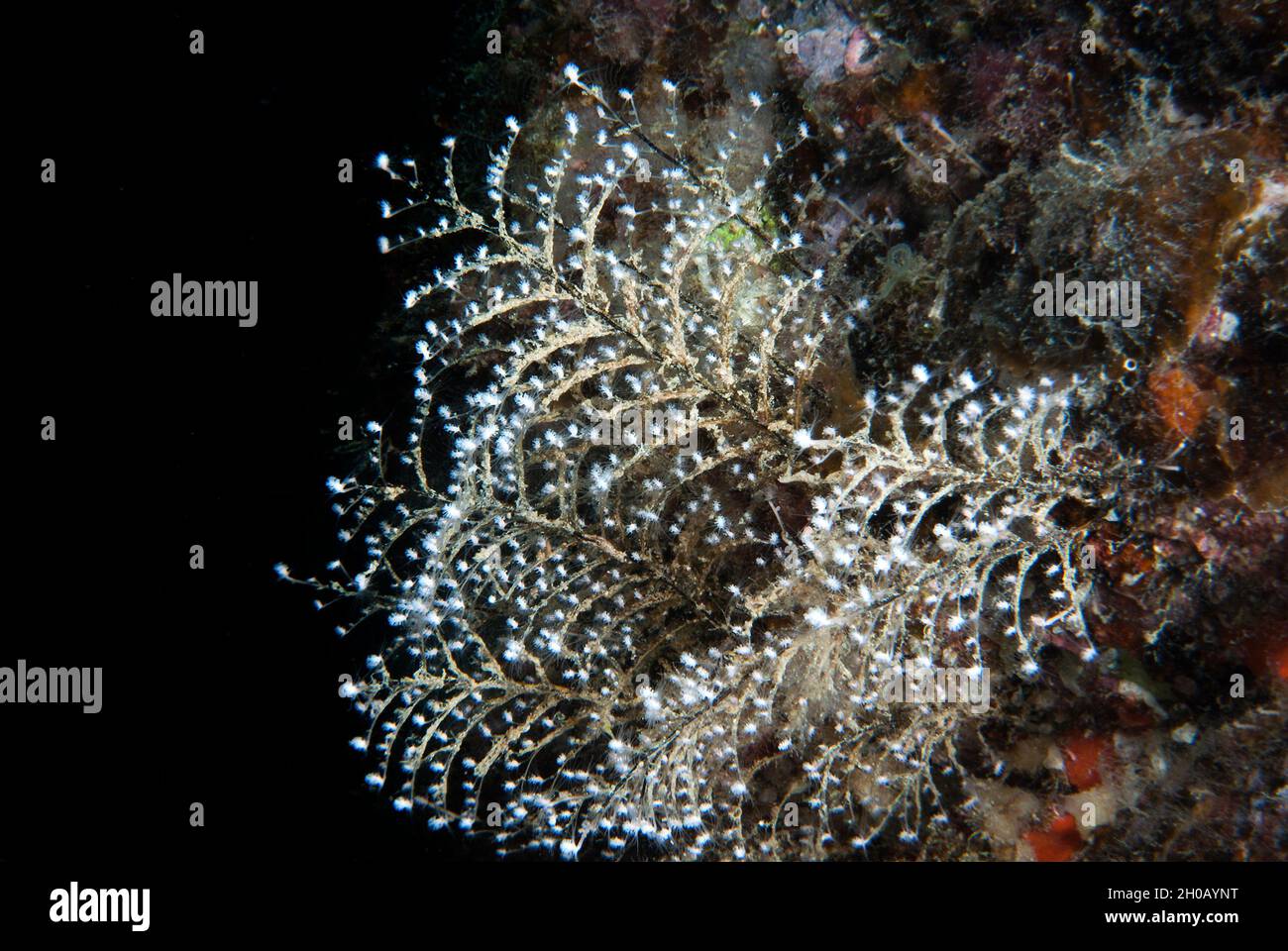 Feather hydroid (Pennaria disticha), cnidarian. Marine invertebrates of ...