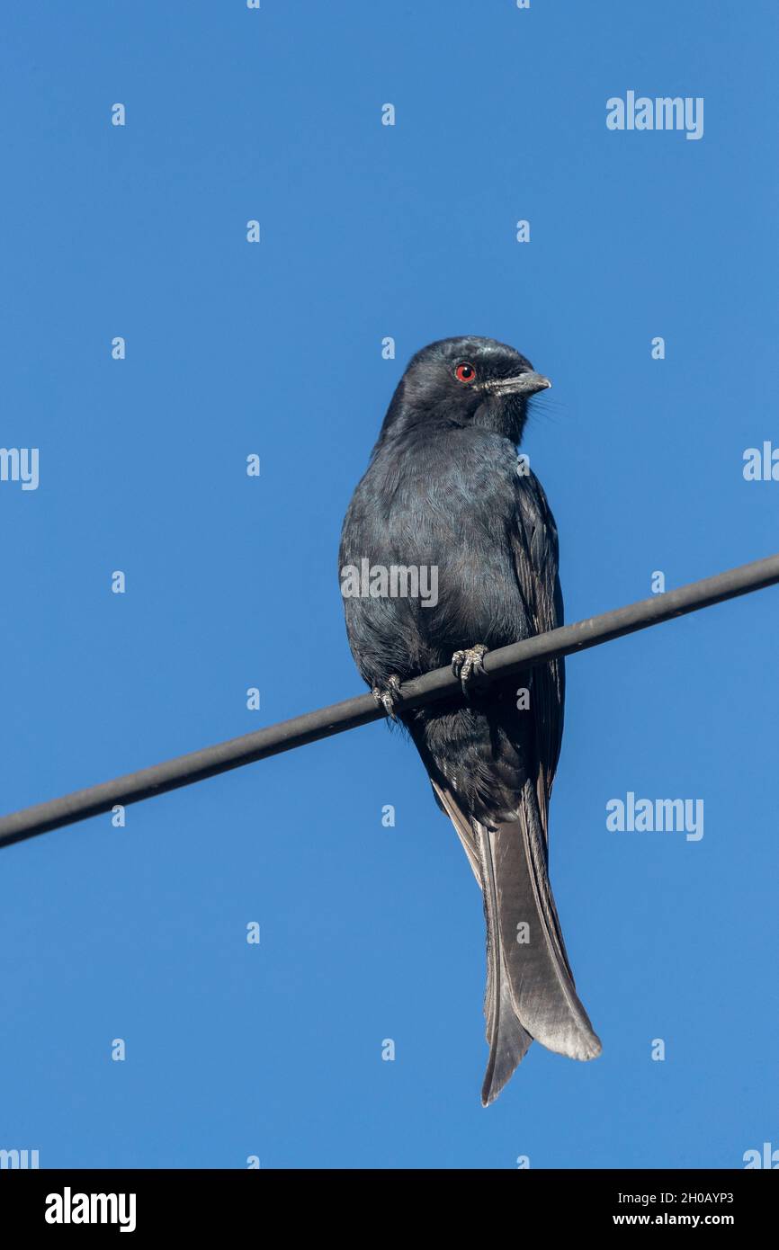 African drongo hi-res stock photography and images - Alamy
