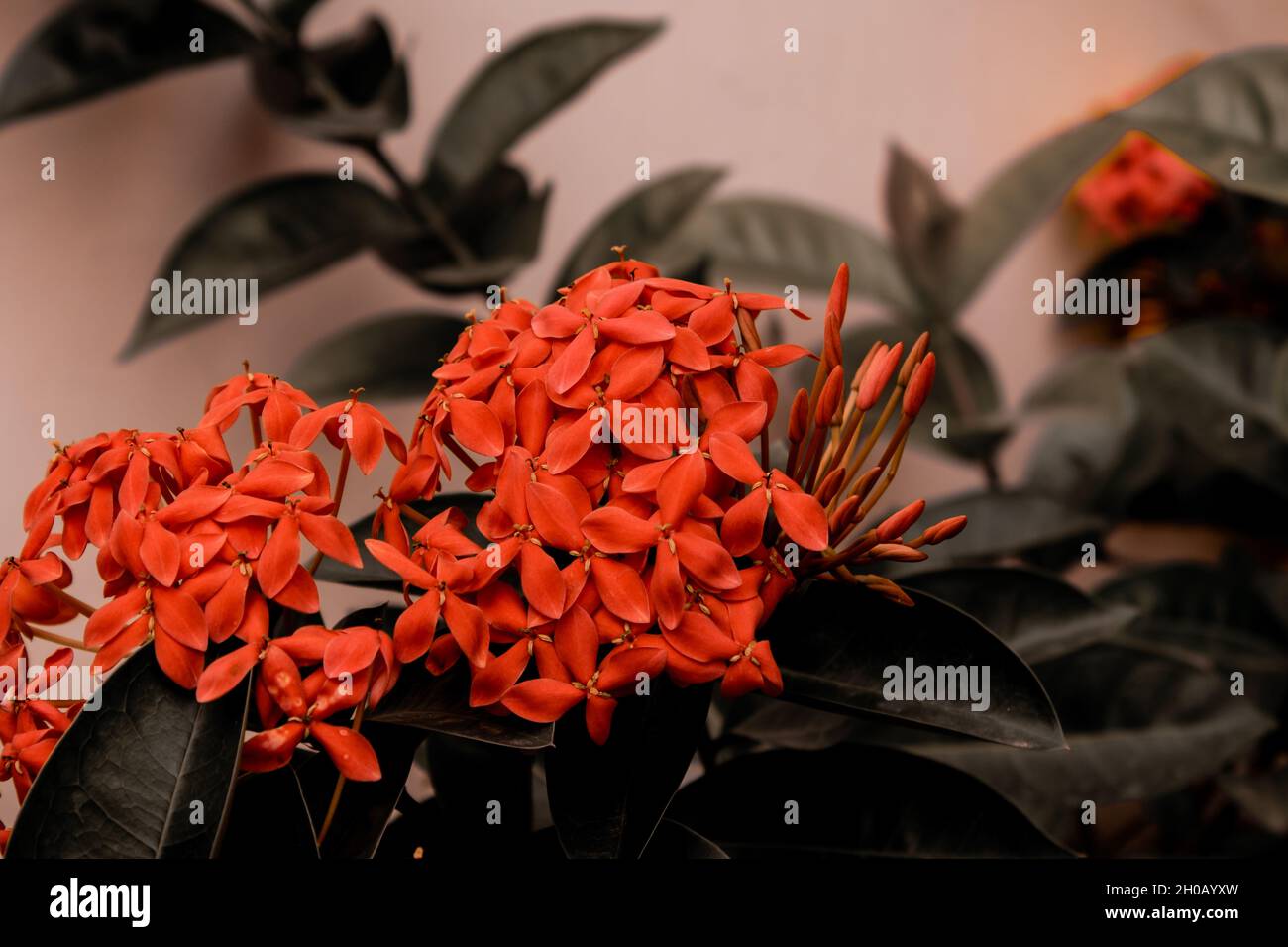 Beautiful view of Ixora coccinea flowering plant. Also known as jungle ...