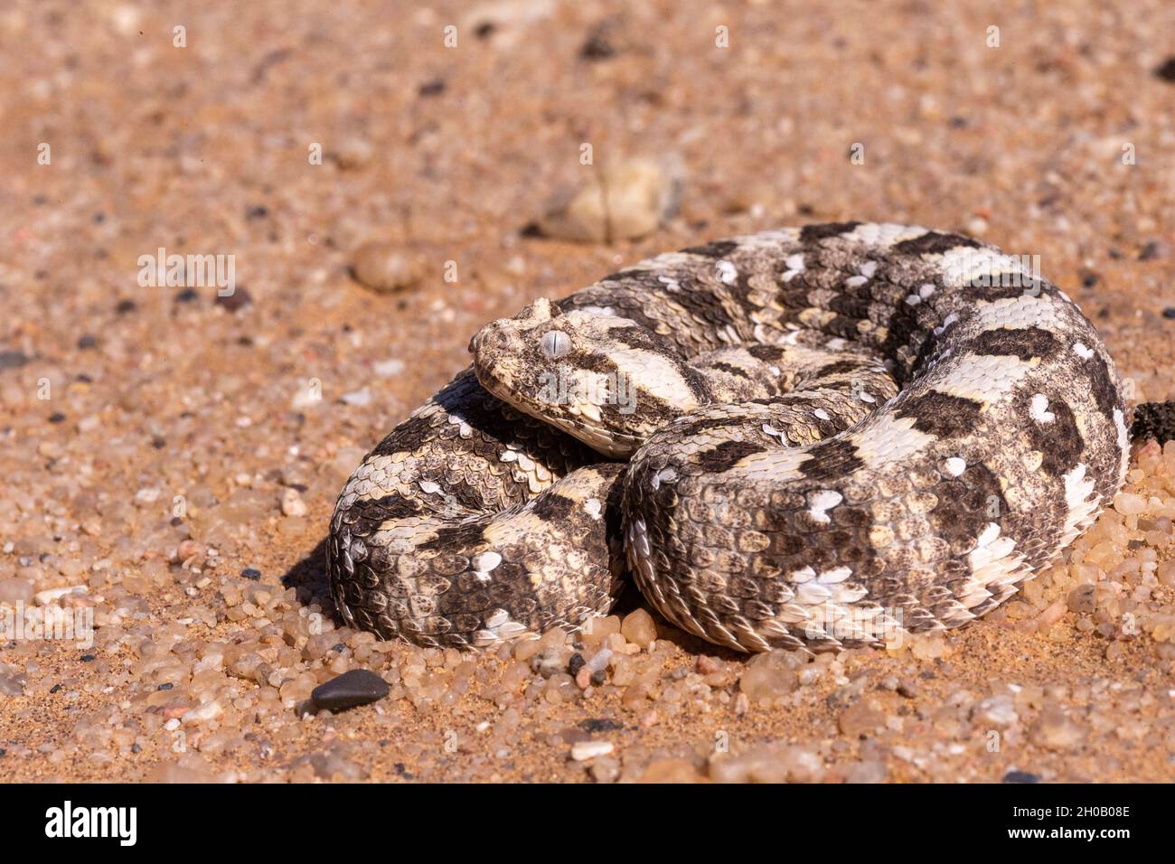 Horned Adder (Bitis caudalis) on sand, Dorob National Park, Swakopmund ...