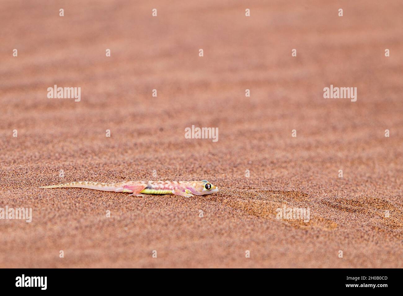Web-footed Gecko or Namib web-footed gecko (Palmatogecko rangei), Dorob ...