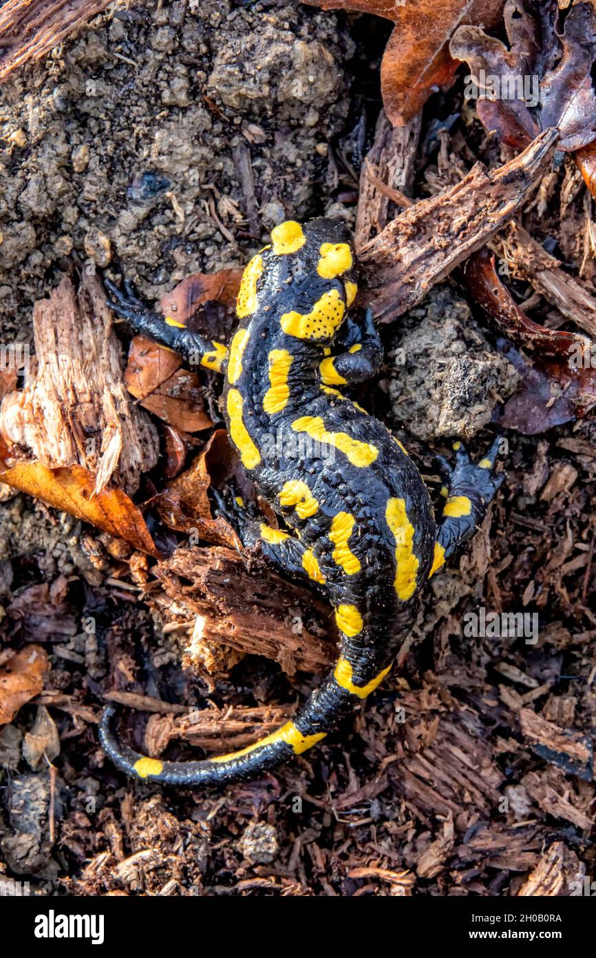 Dead salamanders hi-res stock photography and images - Alamy