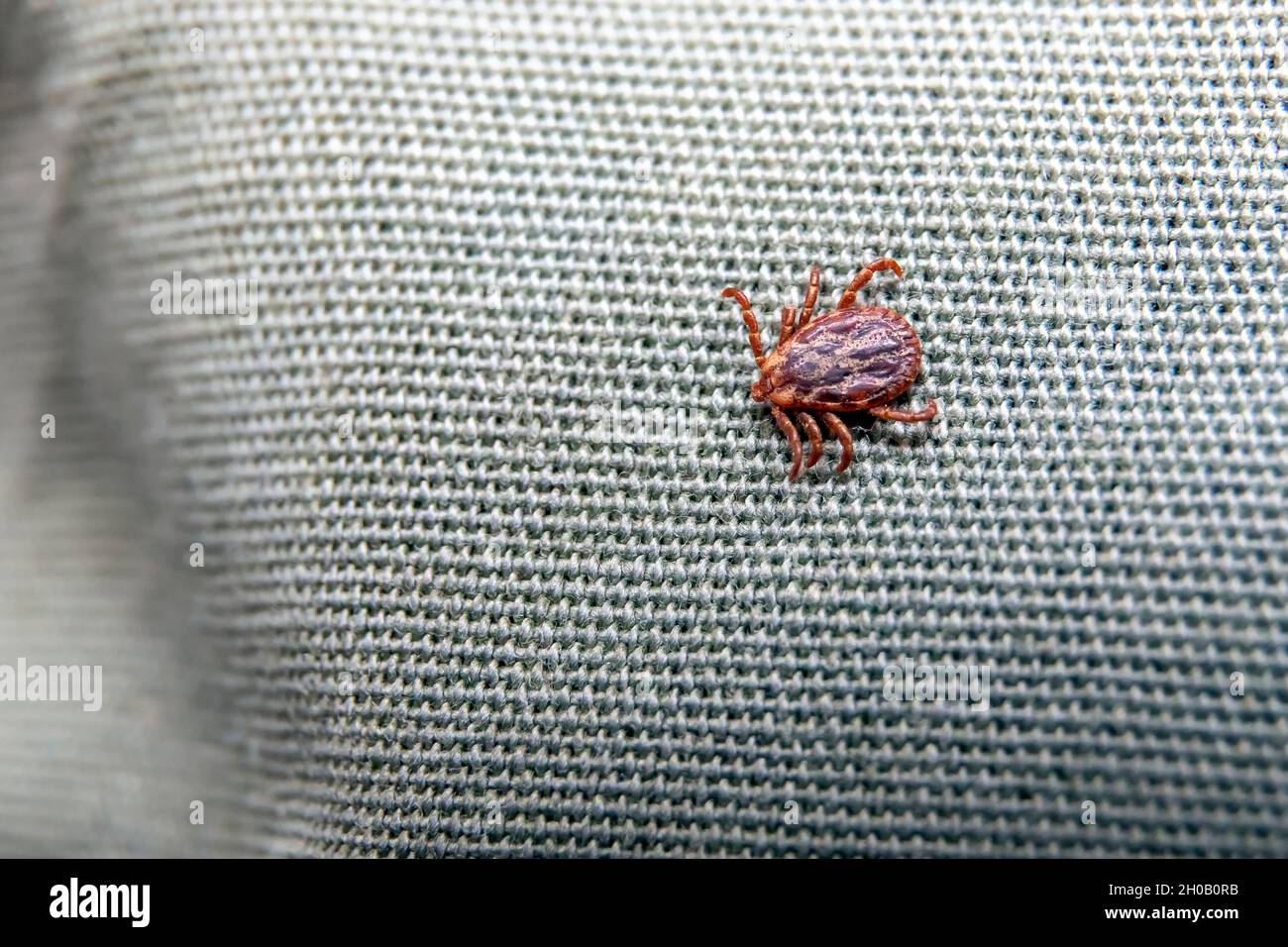 Tick (Ixodes ricinus) Adult male hanging on a canvas garment after a ...