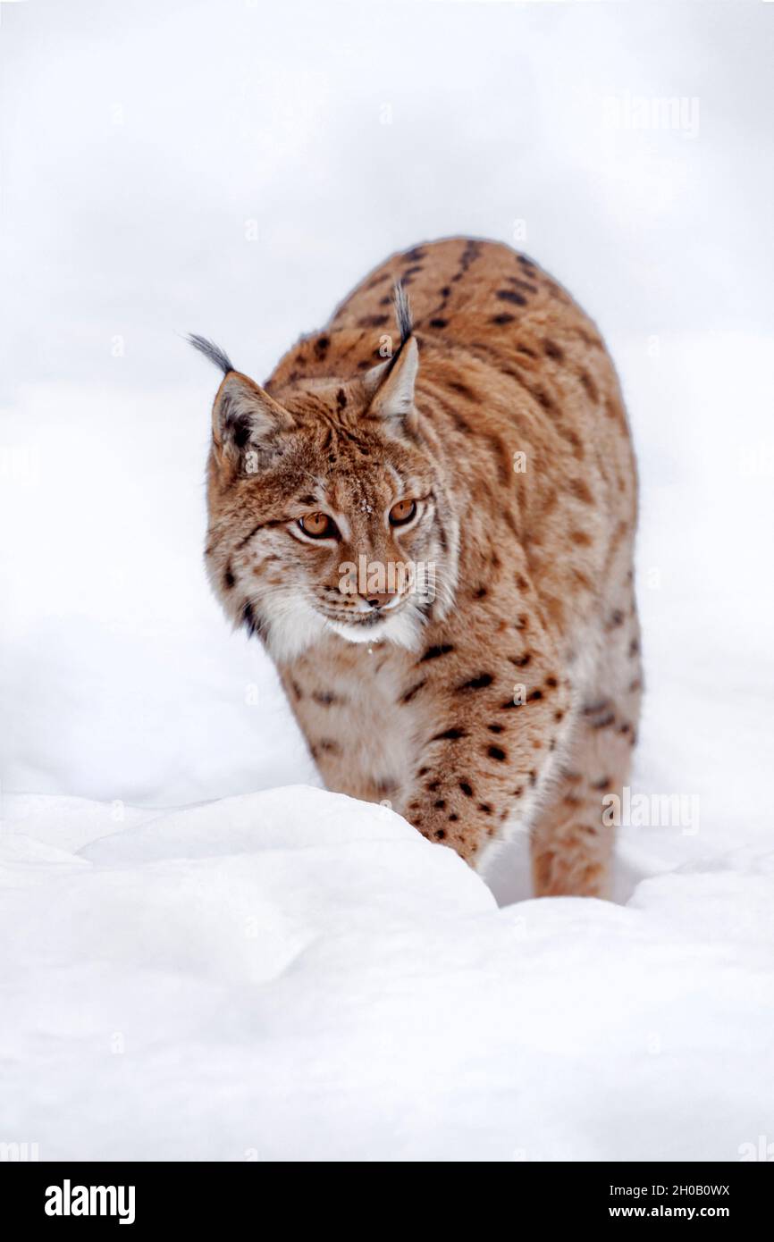 Eurasian lynx (Lynx lynx) Adult walking through snow in forest ...