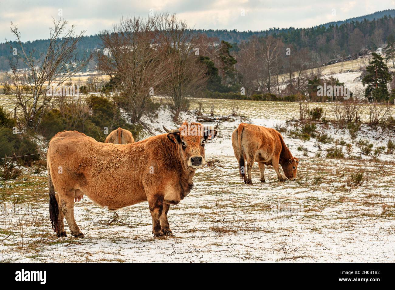 Aubrac cows hi-res stock photography and images - Alamy