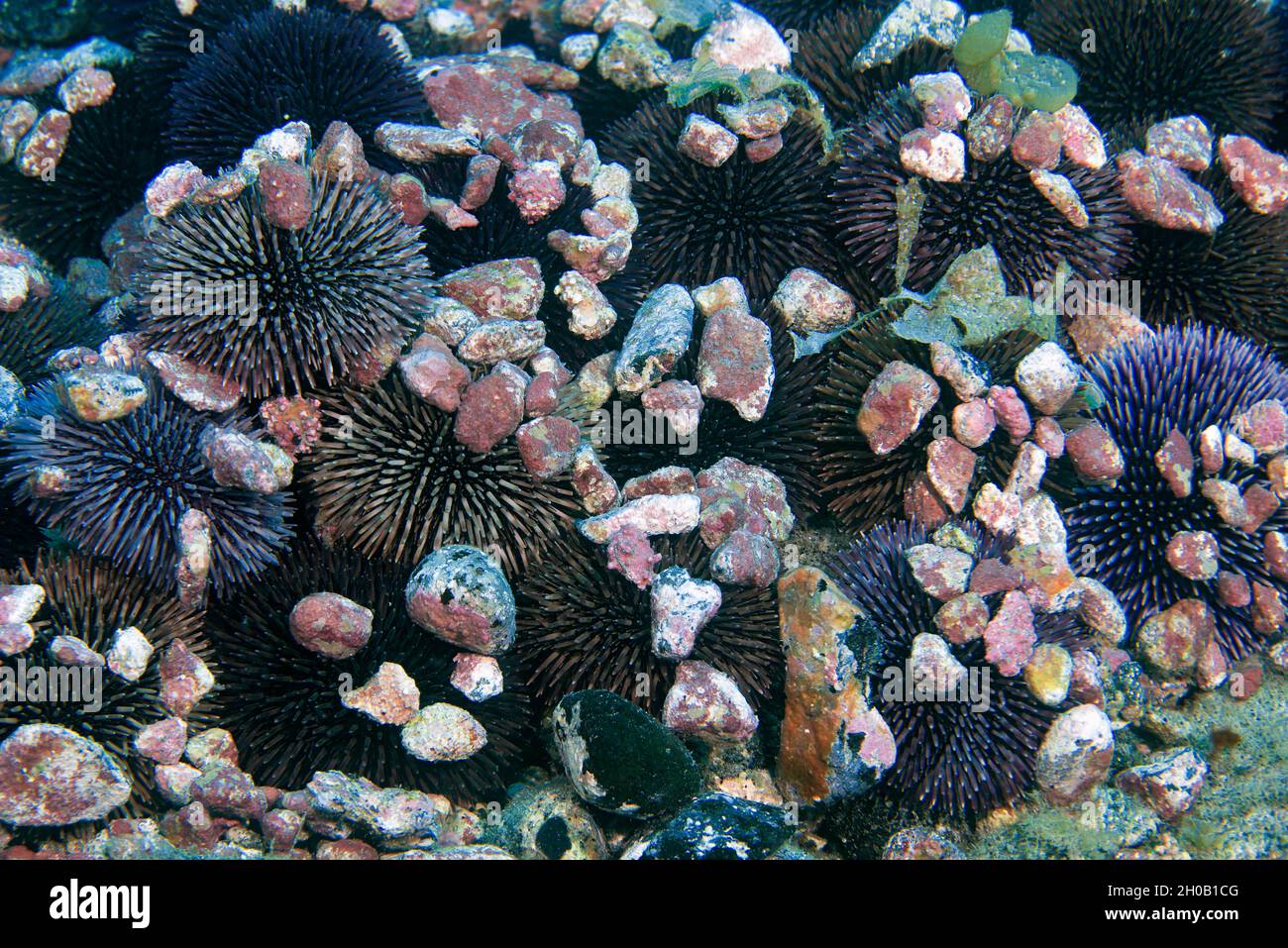 Purple sea urchin hi-res stock photography and images - Alamy