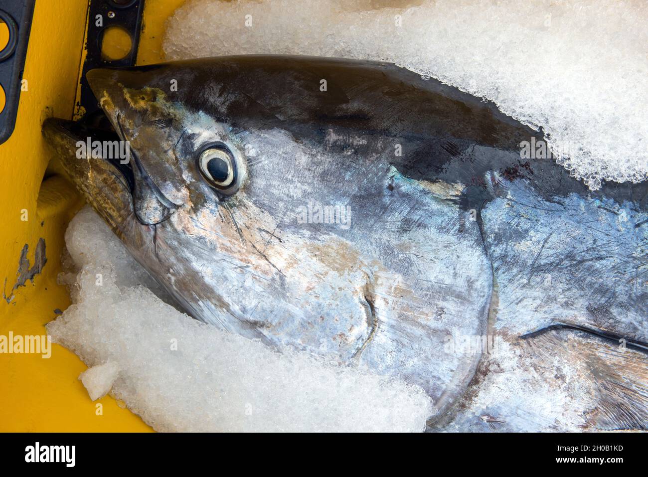Artisanal and selective fishing for bluefin tuna, locally called ...