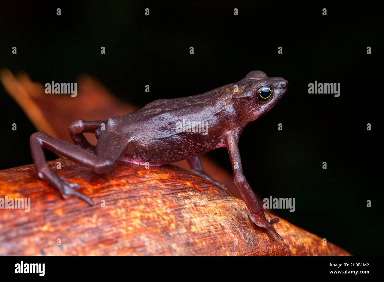Cayenne stubfoot toad atelopus flavescens hi-res stock photography and ...