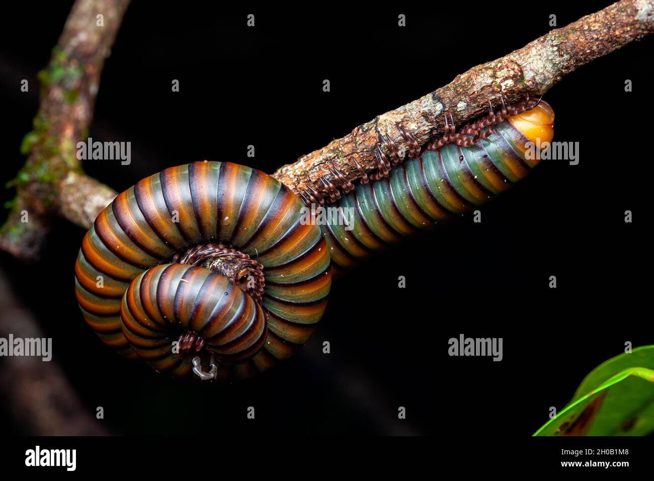 Millipede (Juliformia sp) on black background, Saut Maripa, French ...