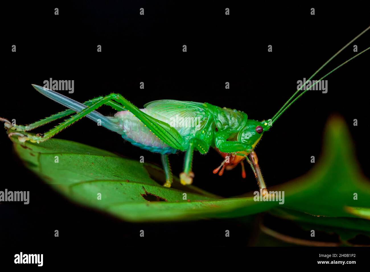 Unicorn Katydid (Copiphora sp) on a leaf, Saut Maripa, French Guiana ...