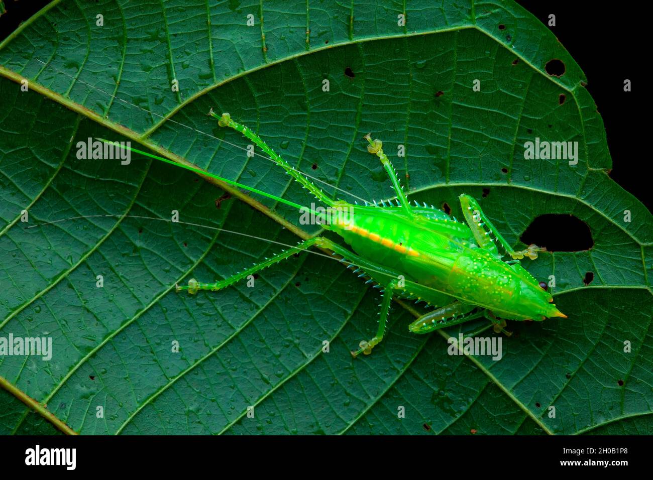 Unicorn Katydid (Copiphora gracilis) nymph female on a leaf, Belizon ...