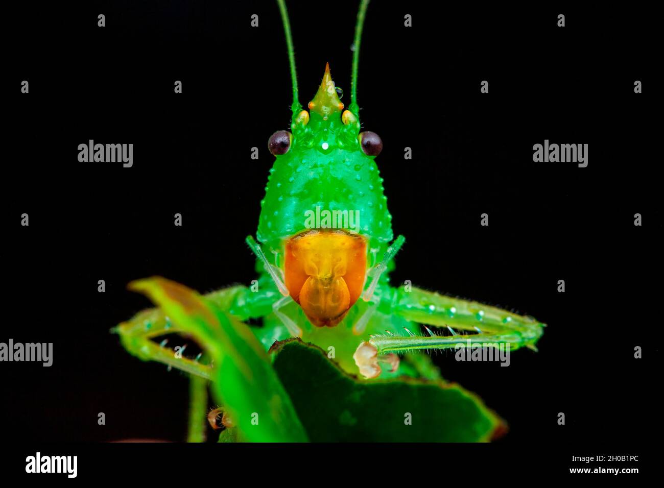 Unicorn Katydid (Copiphora gracilis) portrait, Saut Maripa, French ...