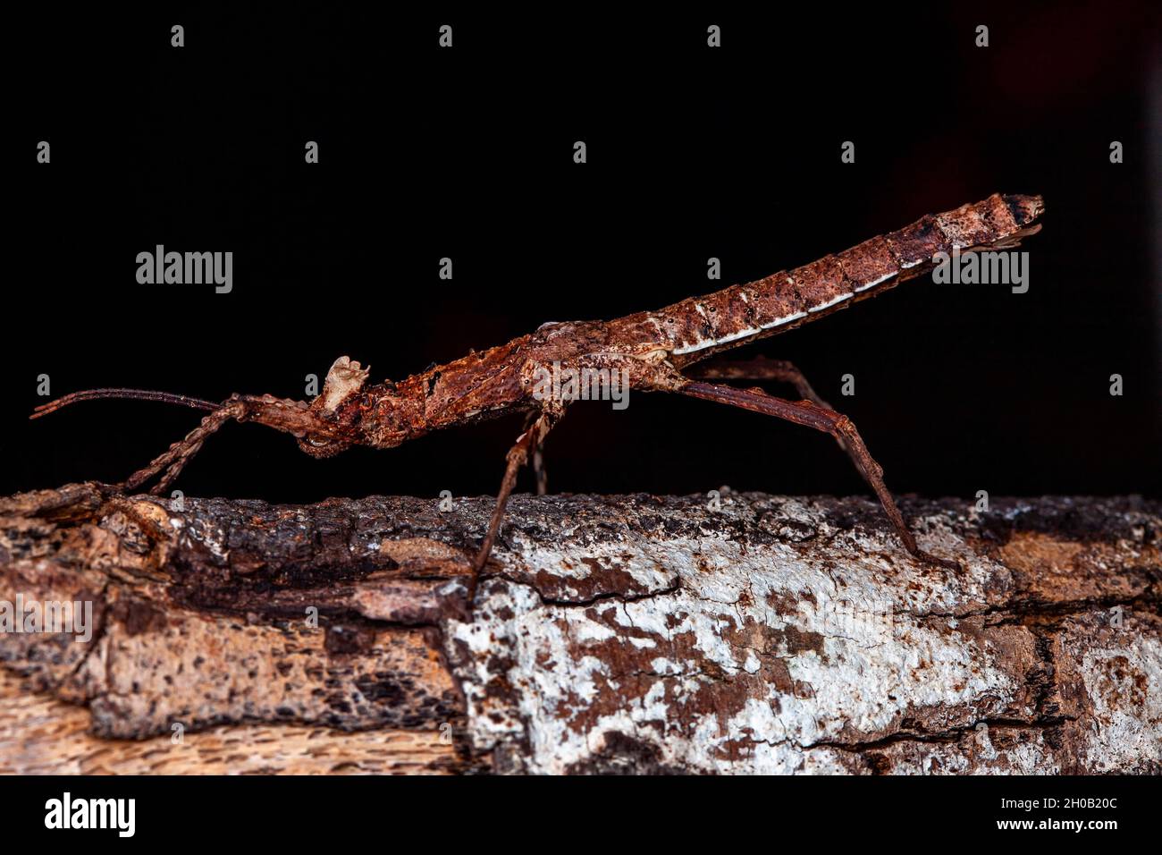 Stick insect (Creoxylus paradoxus) female on bark, French Guiana Stock ...