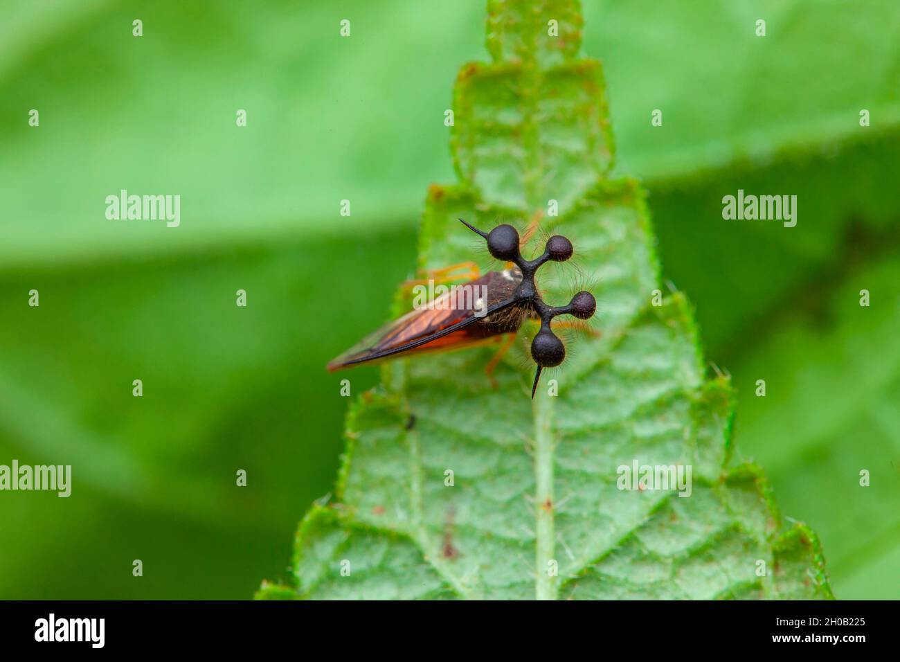 Ball-bearing Treehopper (Bocydium globulare) on a leaf, Montagne de Fer ...