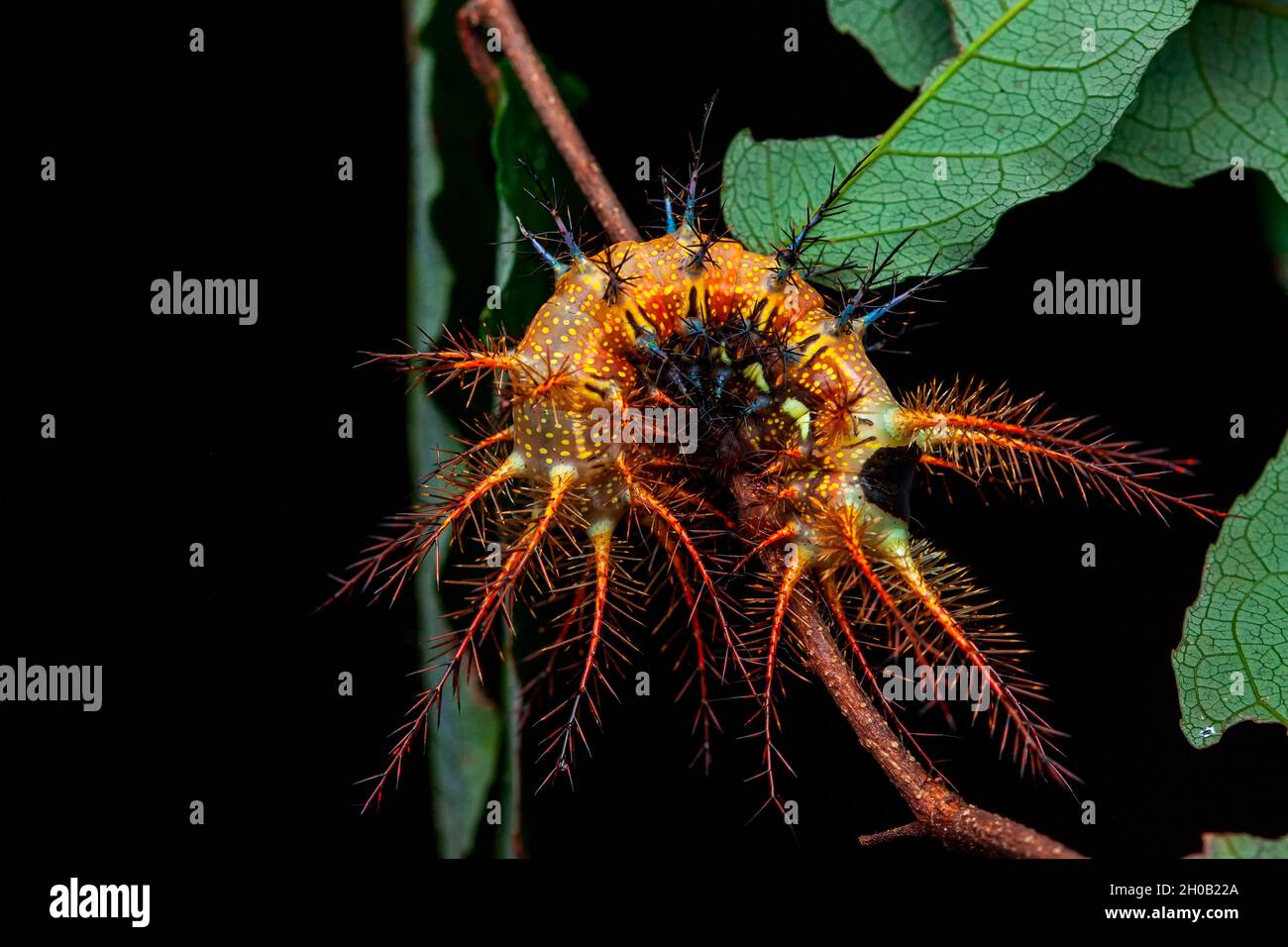 Automeris (Automeris egeus) caterpillar, Yiyi's Pripri, French Guiana ...