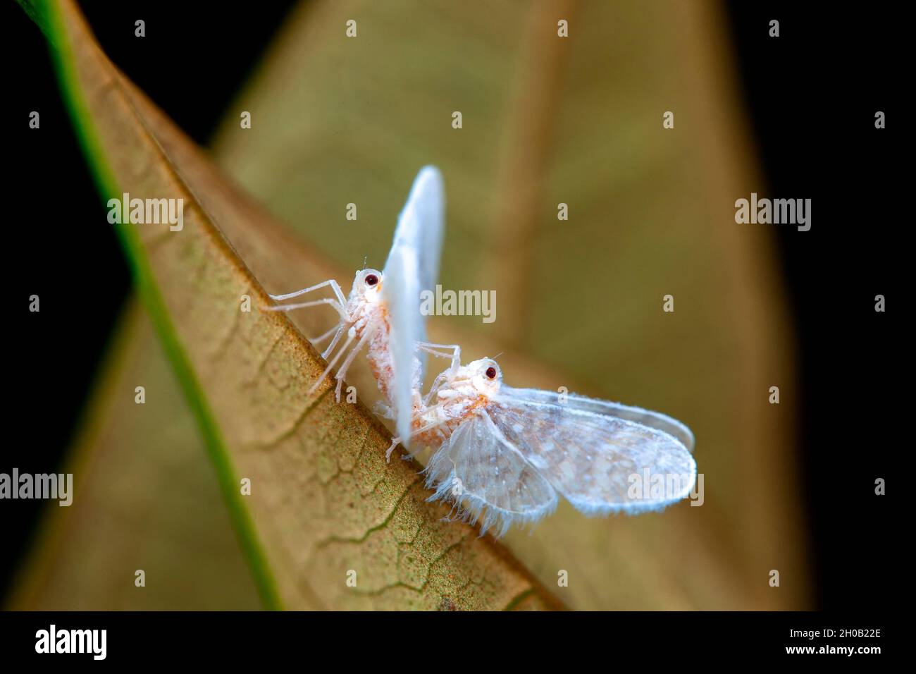 Derbidae hi-res stock photography and images - Alamy