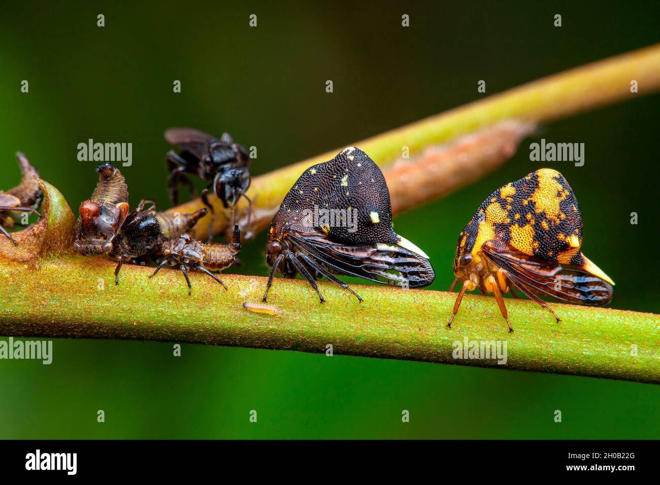 Treehopper (Anchistrotus sp) imago and nymphs on a stem with bee ...