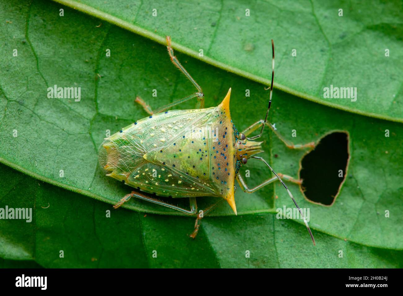 Tomato stink bug (Arvelius albopunctatus) on a leaf, Saramaca, Guyane ...