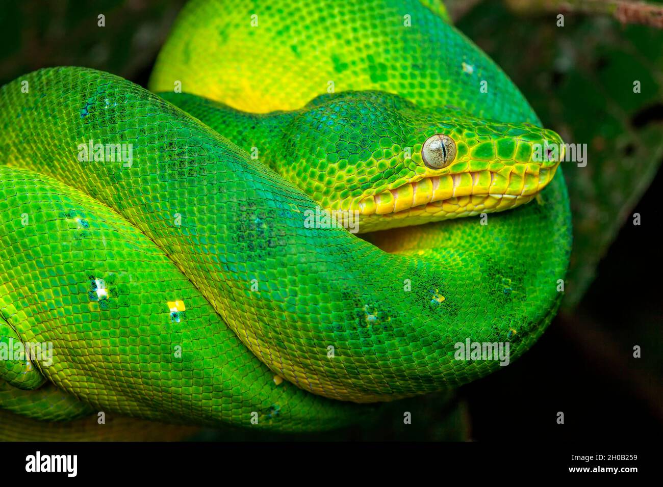 Emerald Tree Boa (Corallus caninus) portrait, Petit Saut, French Guiana ...