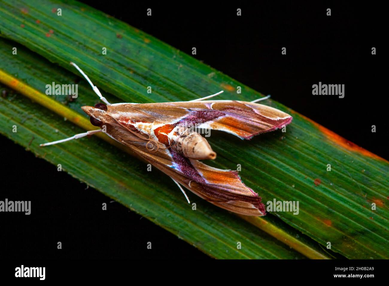 Sky-pointing moth (Agathodes designalis) on a leaf, Saramaca, Guyane ...