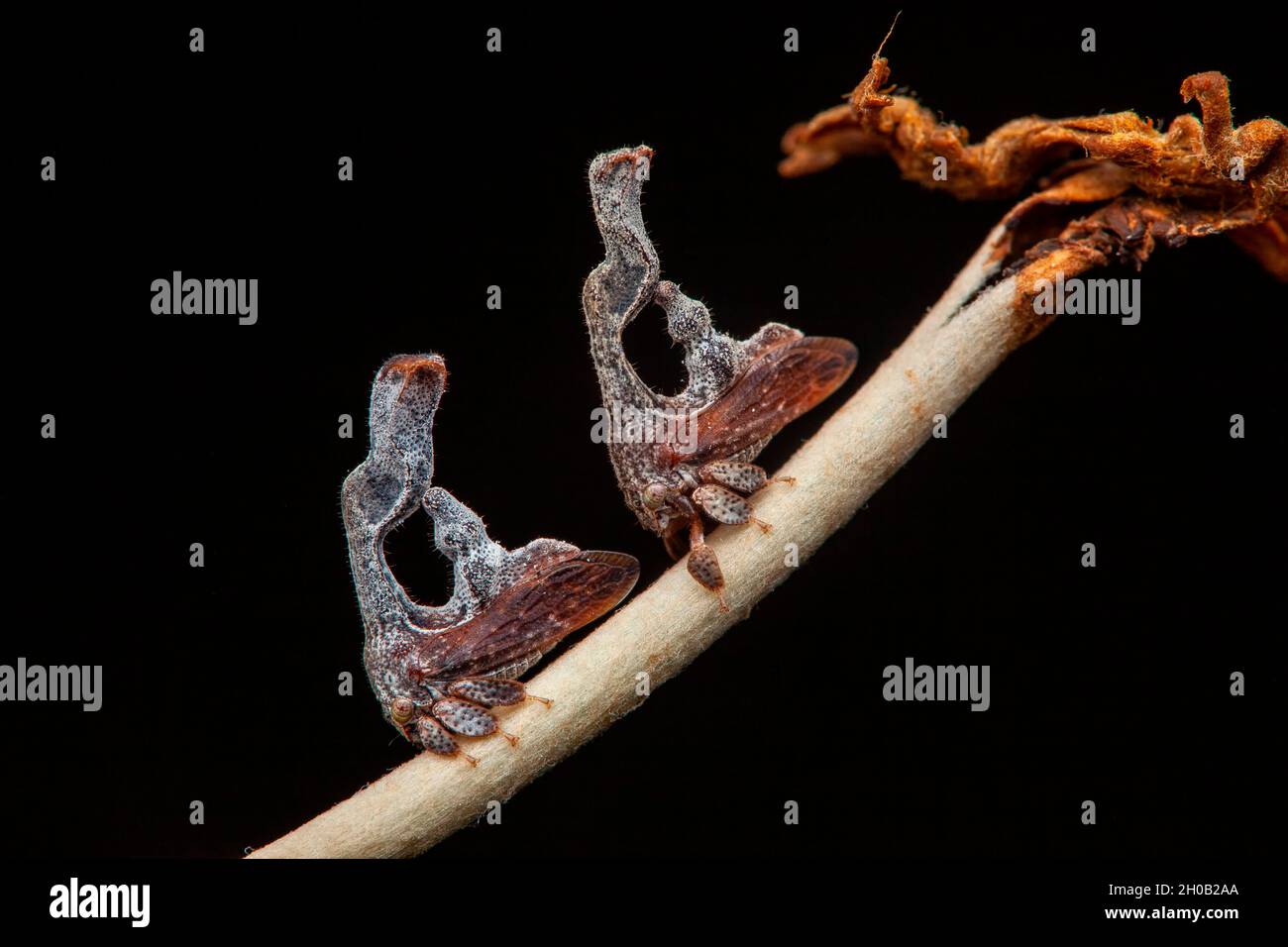 Treehopper (Cladonota foliata) males on Sabicea (Sabicea sp), Bagne des ...