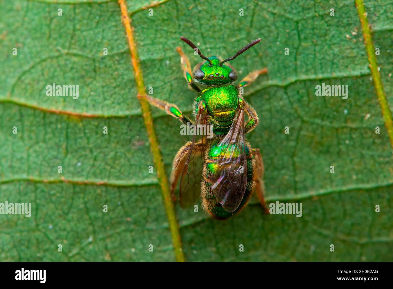 Sweat bee (Augochloropsis sp) on a leaf, Saramaca, French Guiana Stock ...