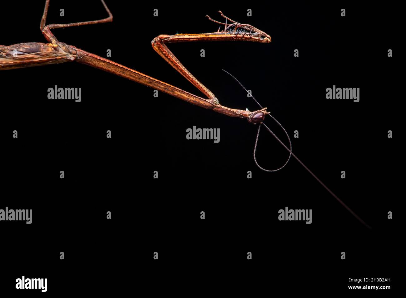 Mantis (Angela guianensis) on black background, Saramaca, French Guiana ...