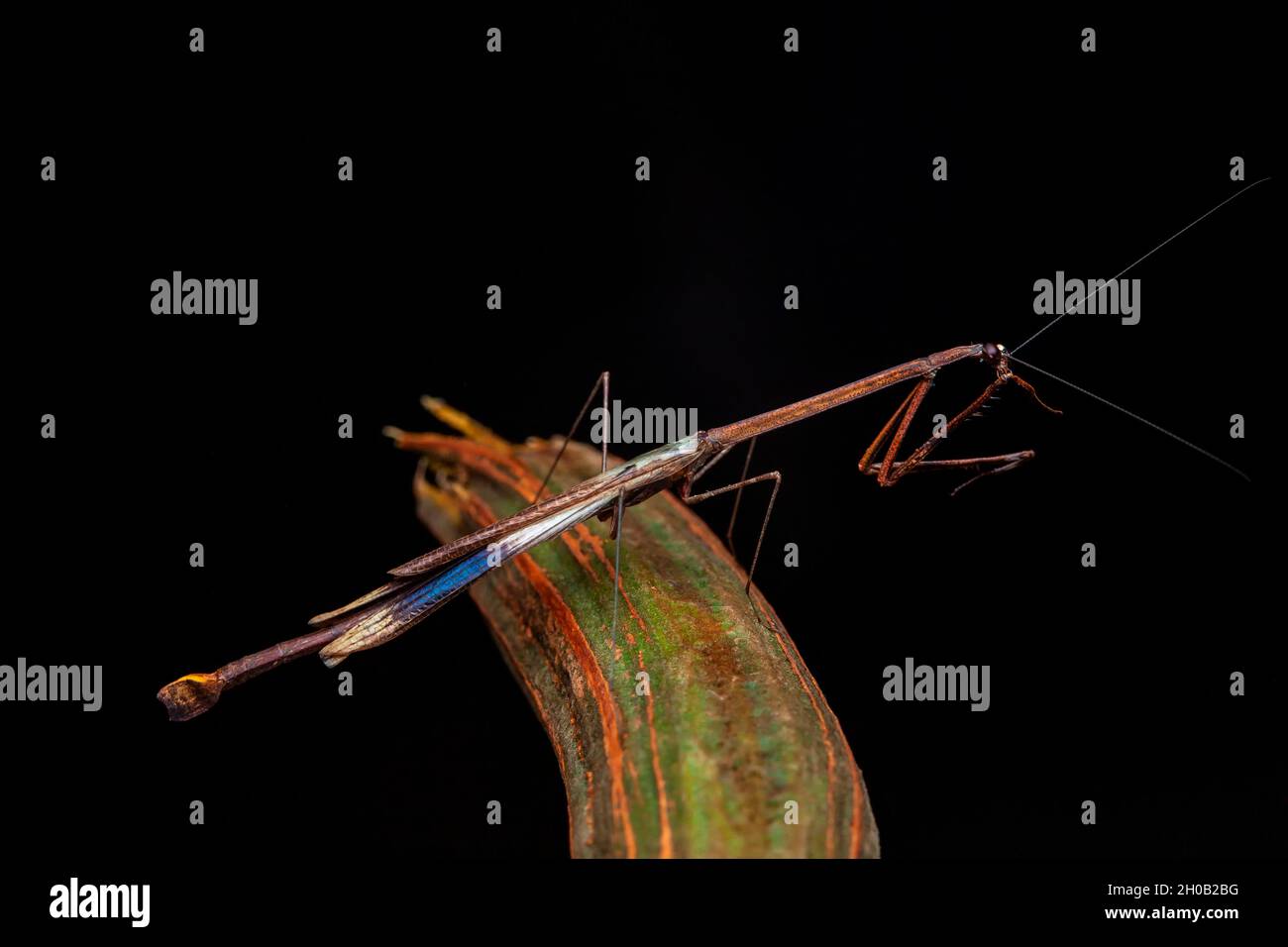 Mantis (Angela guianensis) on black background, Saramaca, French Guiana ...