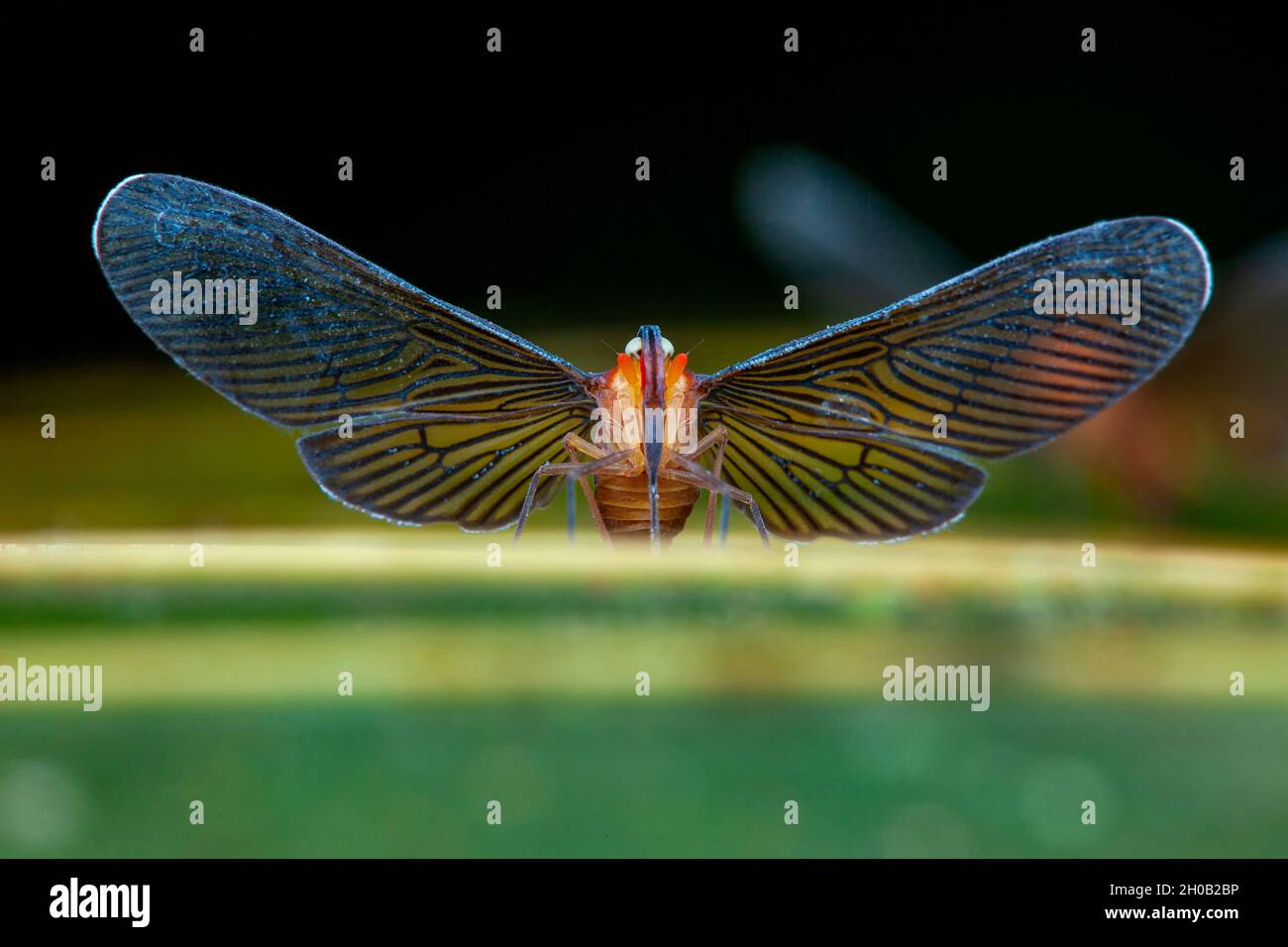 Derbid Planthopper (Derbidae sp), Kaw, French Guiana Stock Photo - Alamy