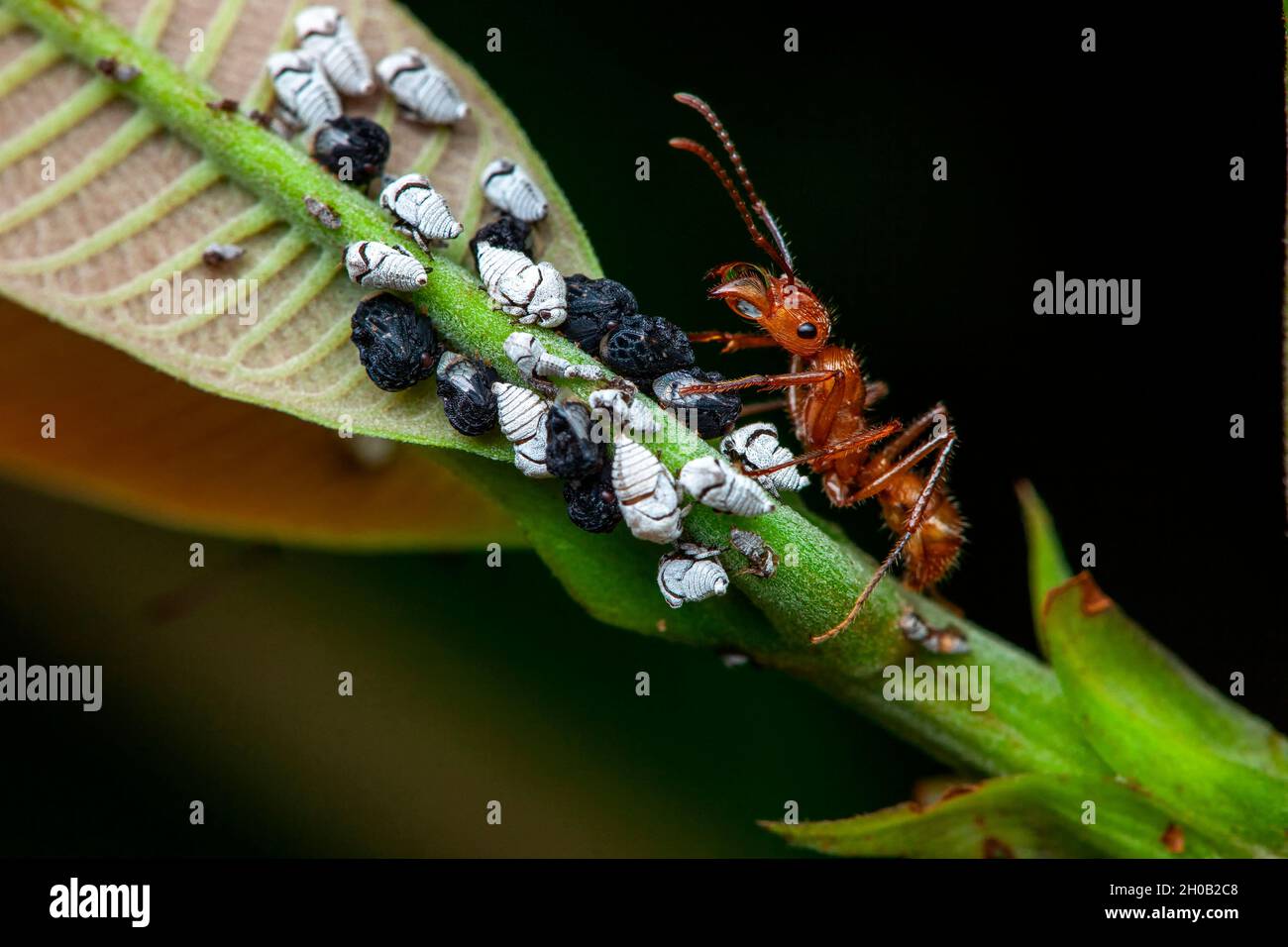 Treehopper (Bolbonota sp) and nymphs with Ant (Ectatomma tuberculatum ...