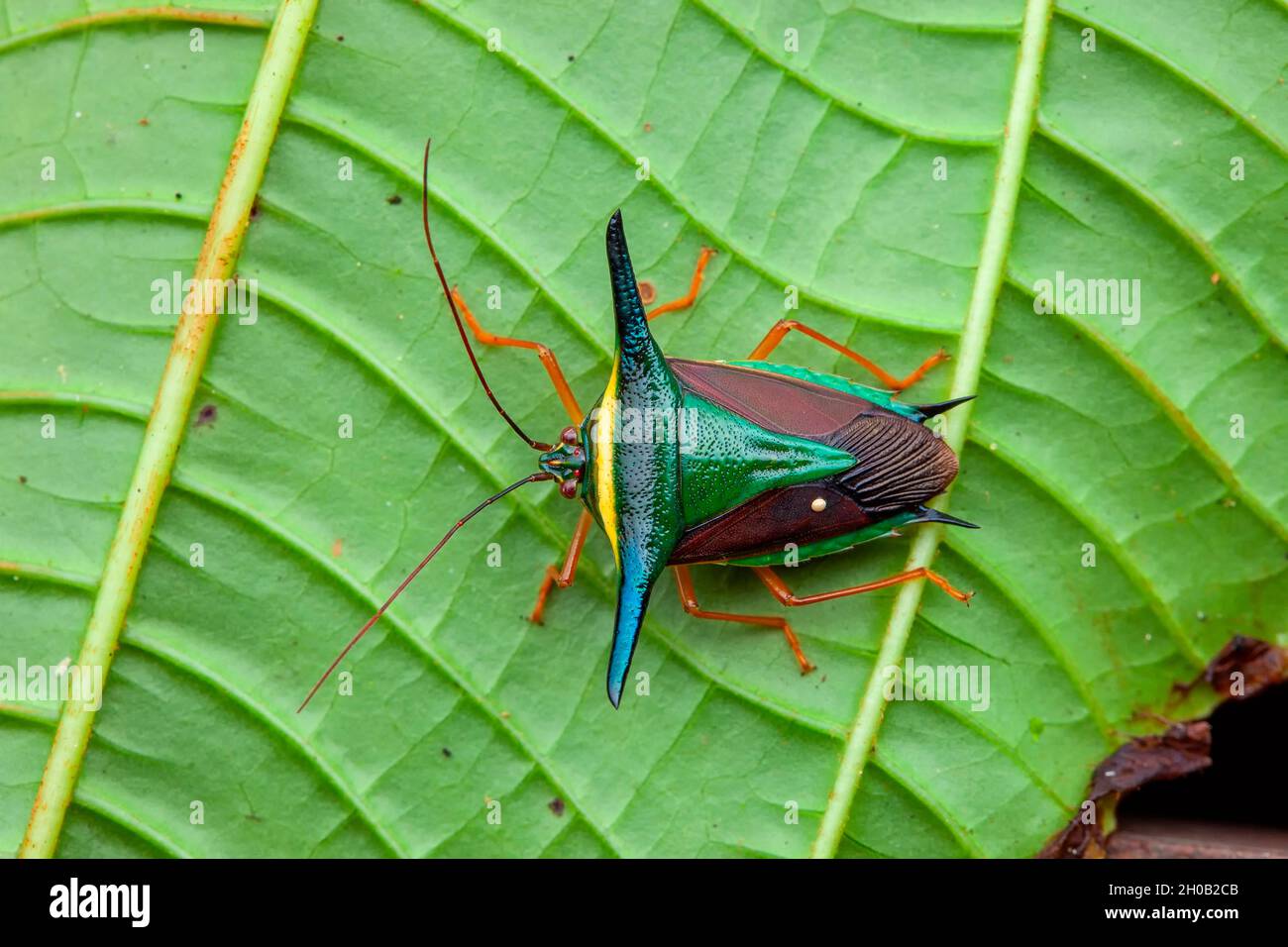 Stink bug (Edessa trabeata) on a leaf, Belizon, French Guiana Stock ...