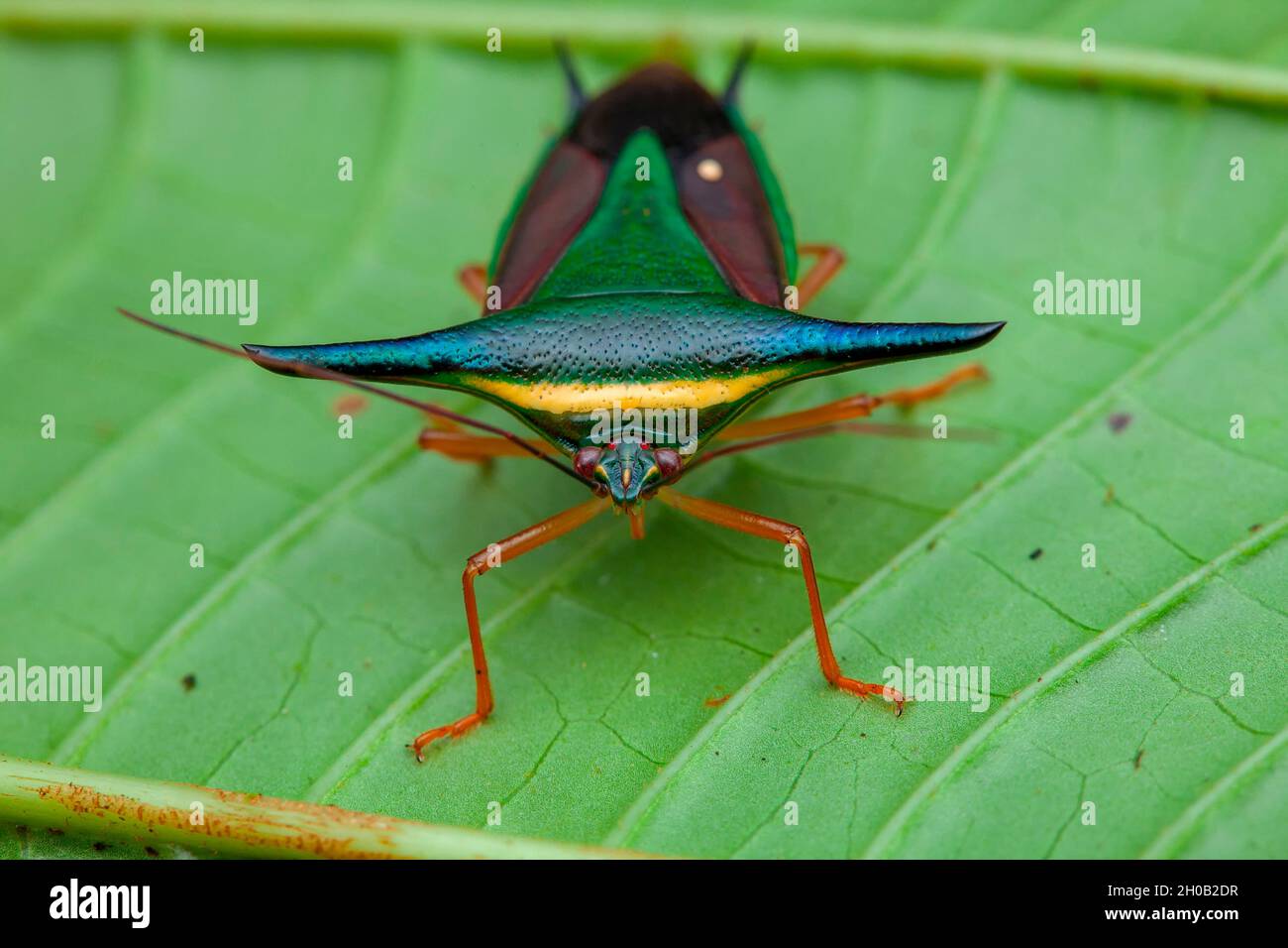 Stink bug (Edessa trabeata) on a leaf, Belizon, French Guiana Stock ...