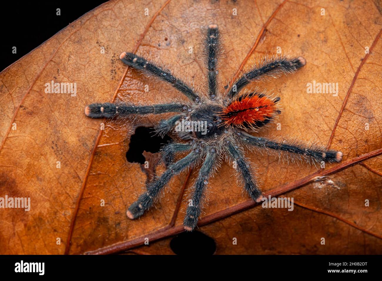 Baby tarantula spider hi-res stock photography and images - Alamy