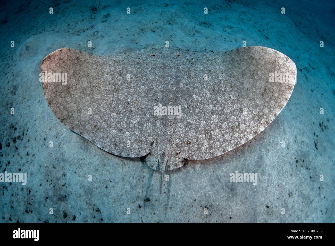 Spiny butterfly ray (Gymnura altavela). Tenerife, Canary Islands Stock ...