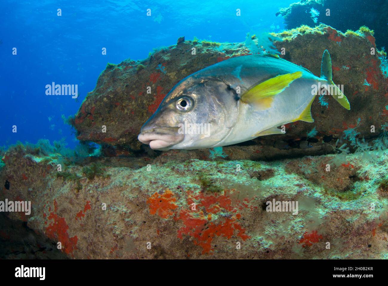 White trevally (Pseudocaranx dentex). Fish of the Canary Islands ...