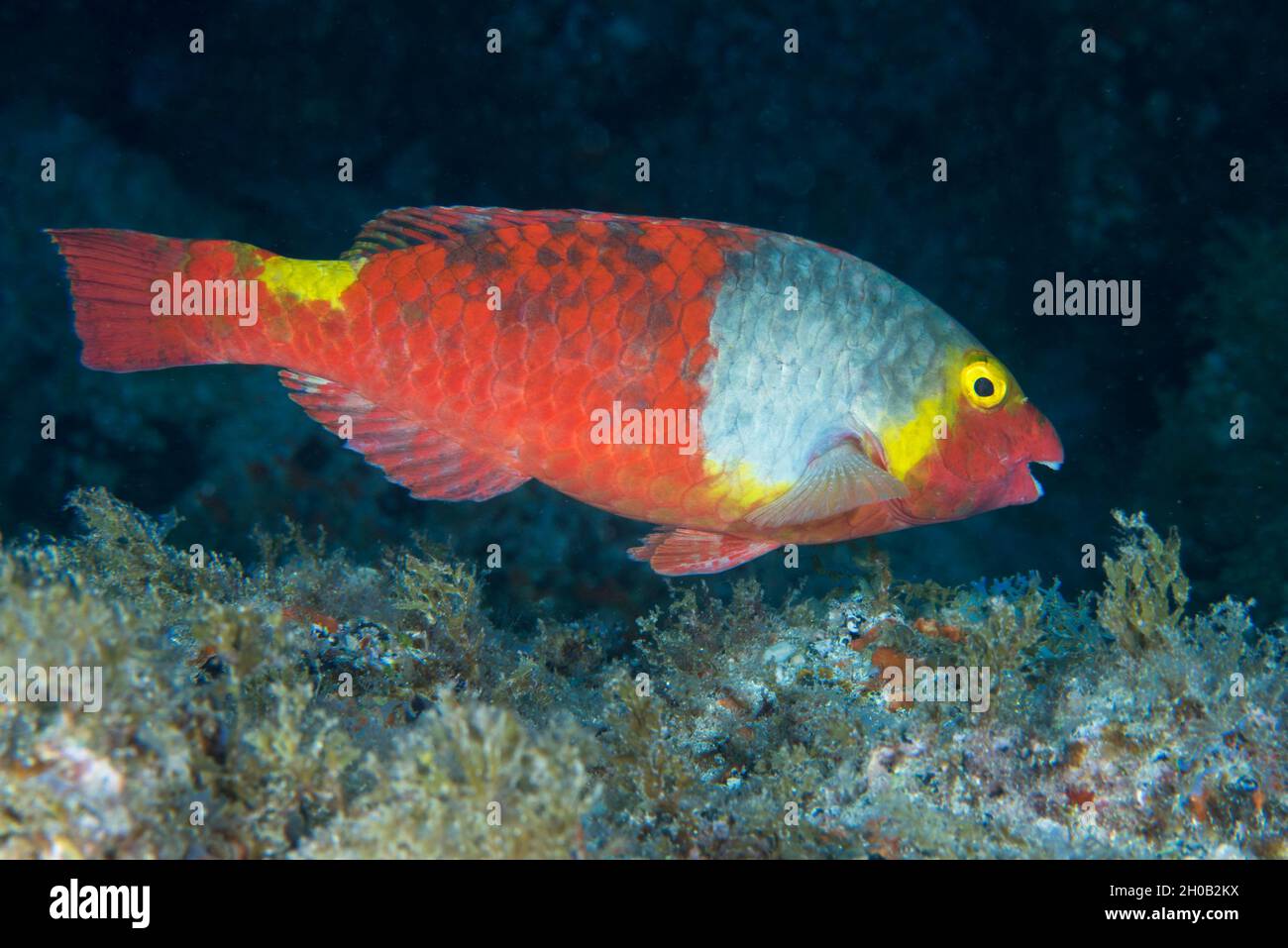 Parrotfish -female- (Sparisoma cretense). Fish of the Canary Islands ...