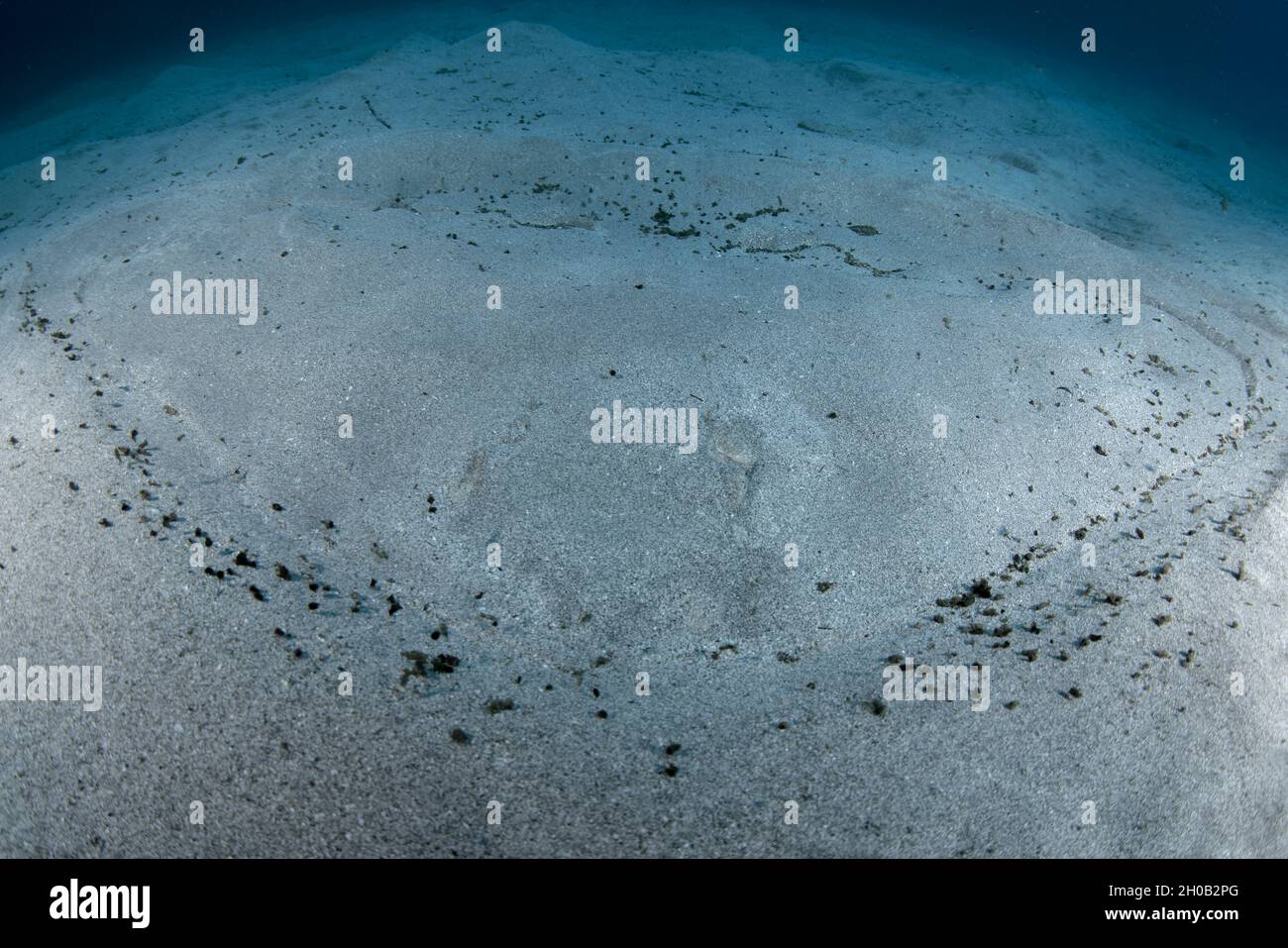 Mantelina, butterfly ray (Gymnura altavela). As a camouflage, it buries ...