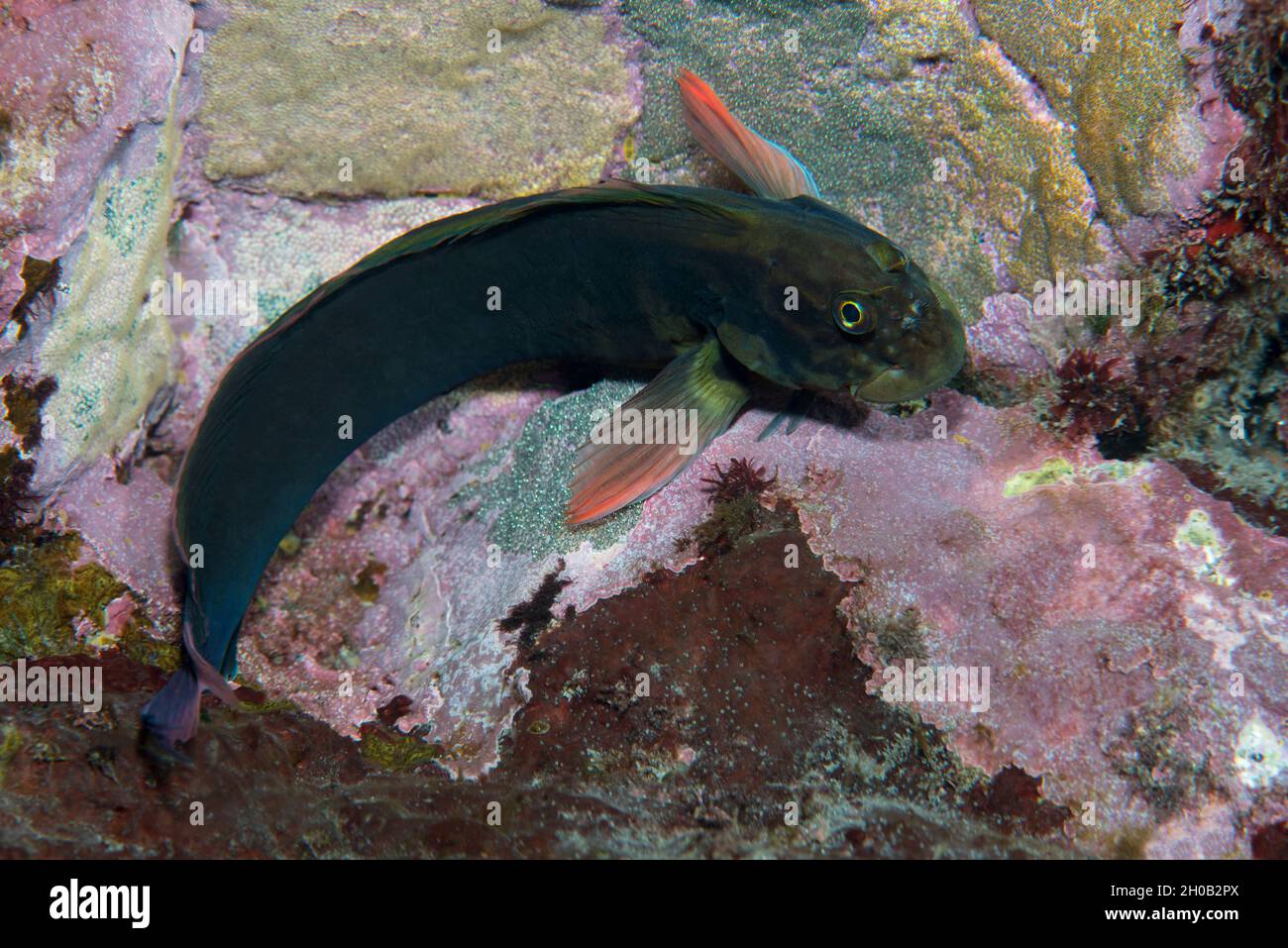 Red-lipped blenny (Ophioblennius atlanticus) with her laying eggs. Fish ...
