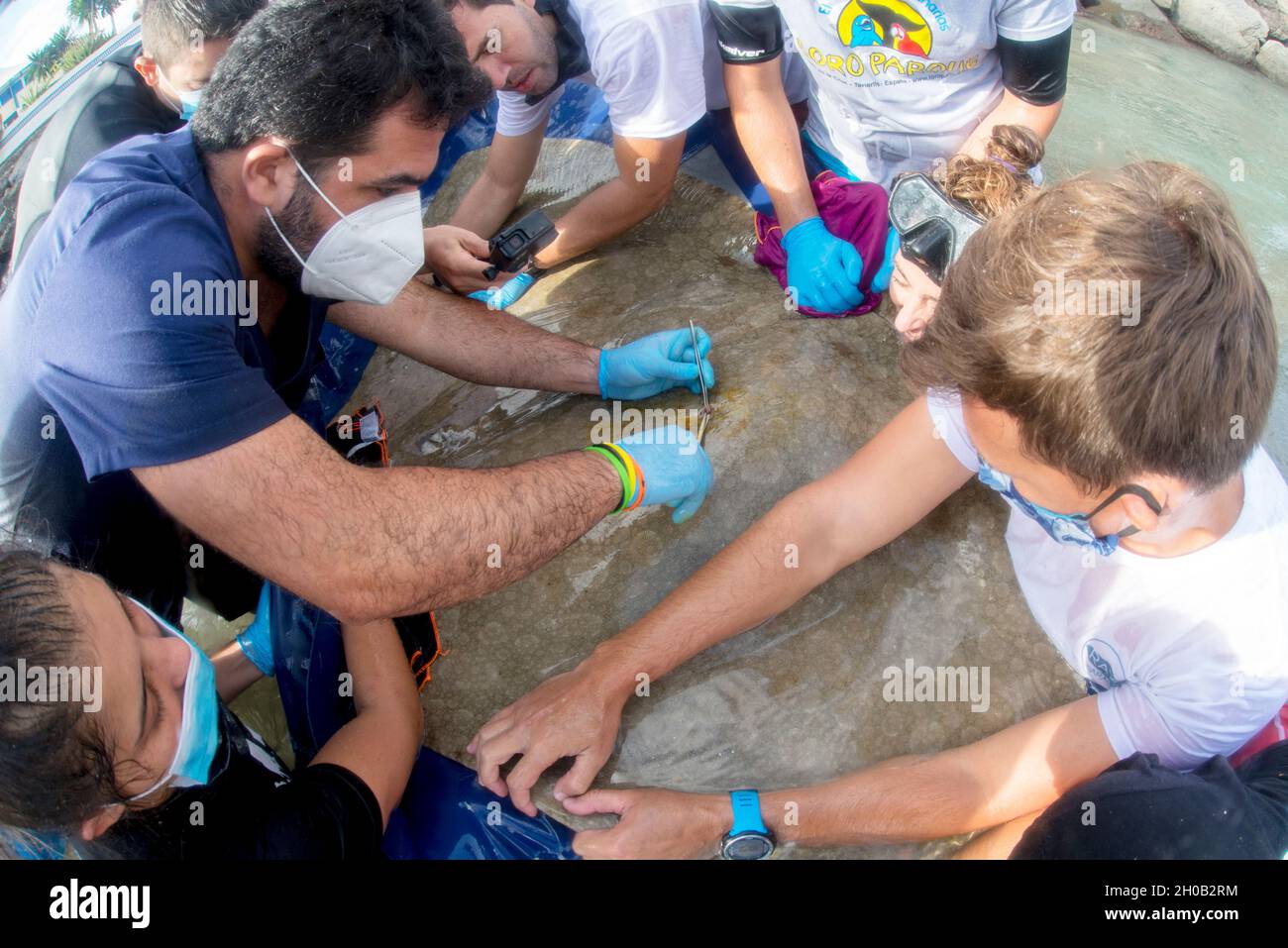 Spiny butterfly ray (Gymnura altavela): marking with an acoustic ...
