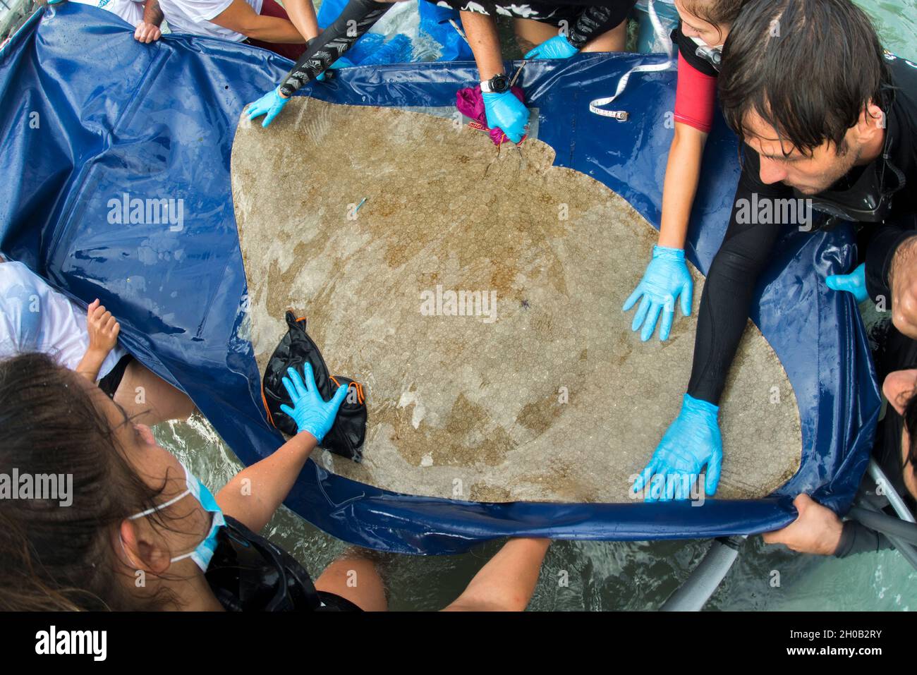 Spiny butterfly ray (Gymnura altavela): marking with an acoustic ...