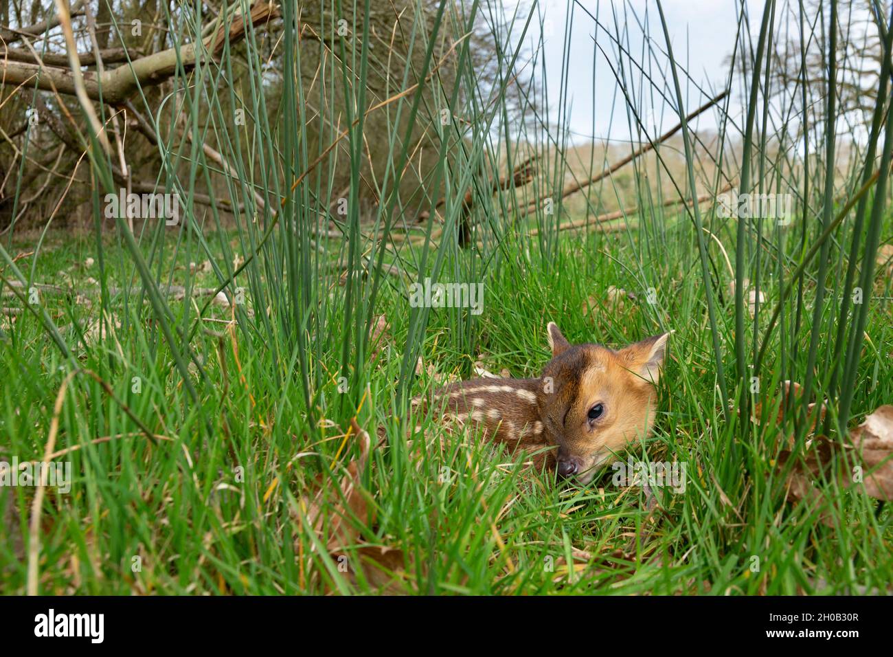 Muntjack deer (Muntiacus reevesi) laying in a meadow, england Stock ...