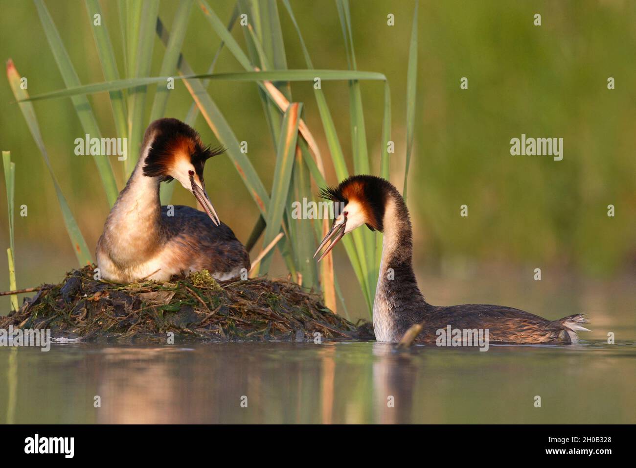 Great crested grebe (Podiceps cristatus) pair at the nest, England ...