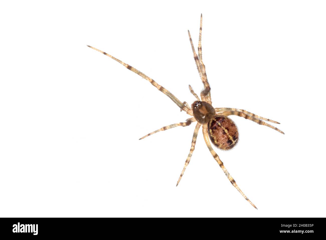 Small spider white background Cut Out Stock Images & Pictures - Alamy