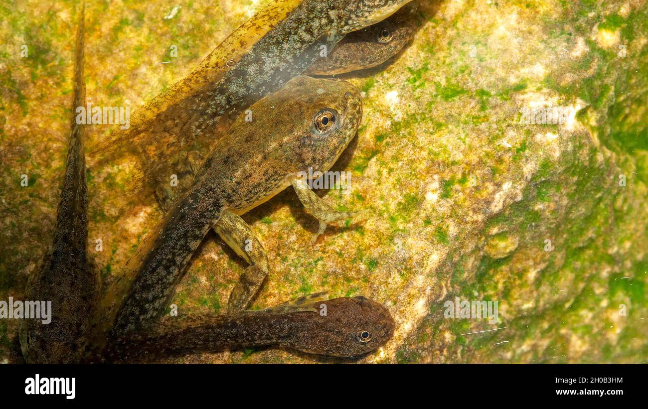 Lowland frog (Pelophylax ridibundus) legged tadpole, day fifty-six ...