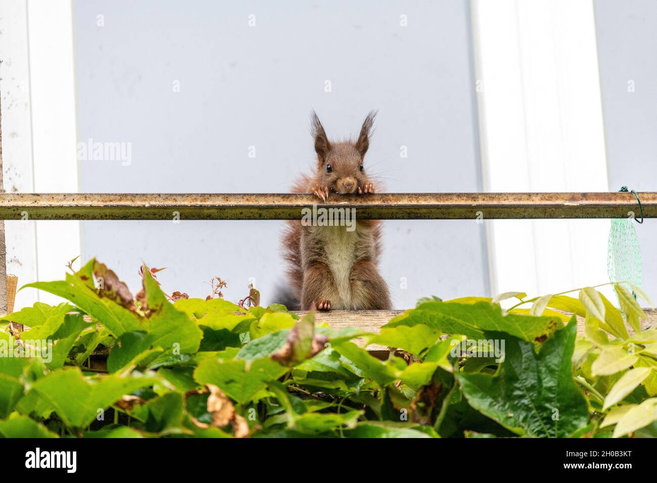 Red squirrel (Sciurus vulgaris) leaning on a window railing in spring ...