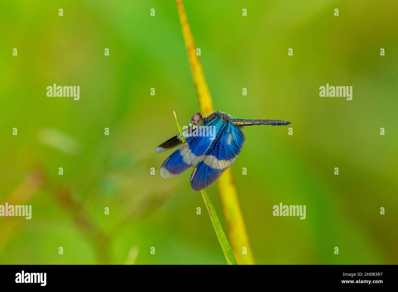 Bluewings Dragonfly (Zenithoptera viola) on a leaf (Saramaca, French ...