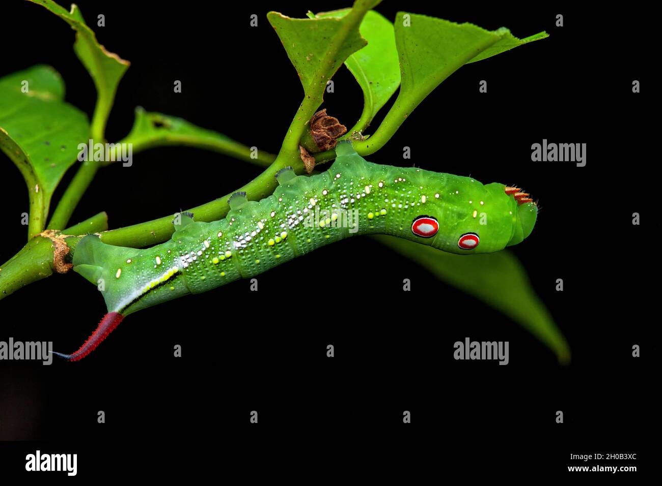 Sphinx chiron (Xylophanes chiron nechus) caterpillar, Saut Maripa ...